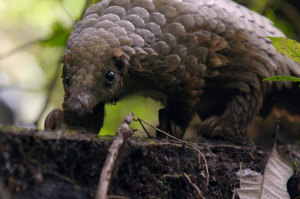 Pango-what? – A Dancer in the Rain