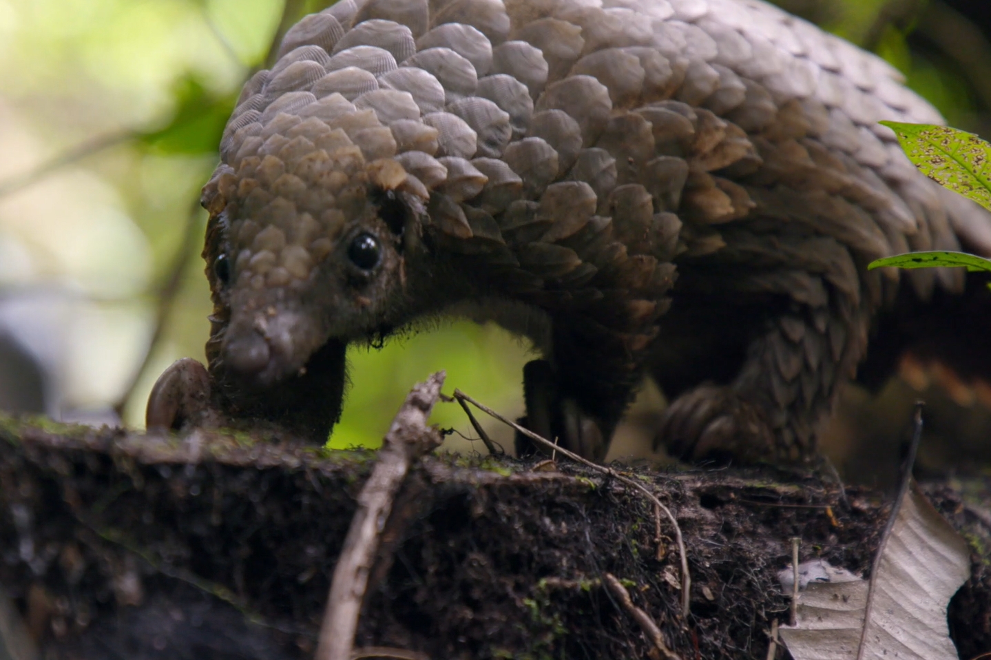 Pango-what? – A Dancer in the Rain