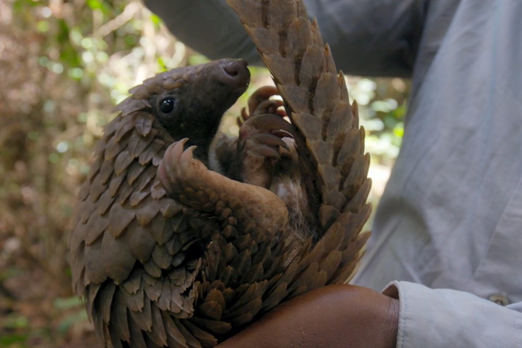 Pango-what? – A Dancer in the Rain